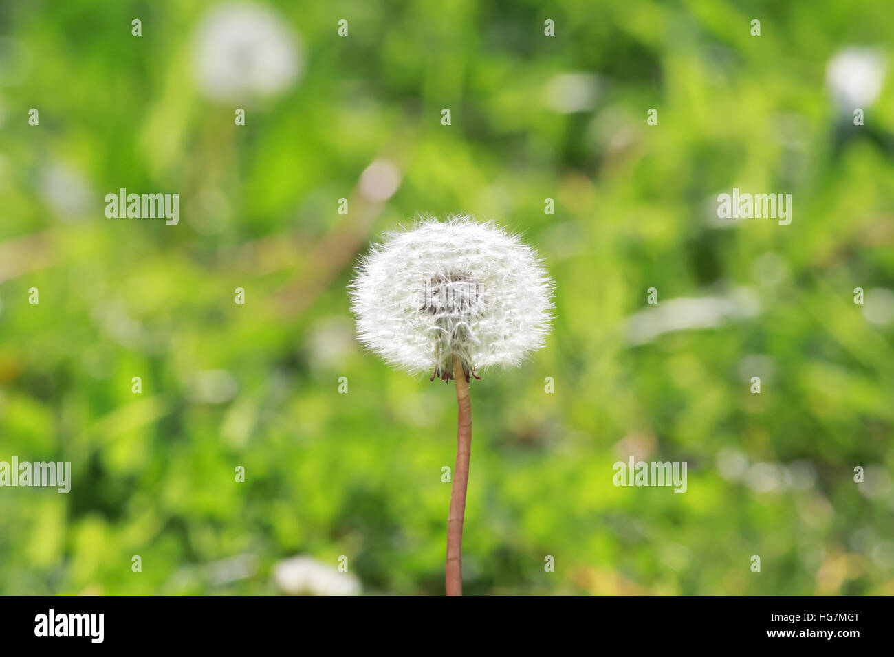 Dandelion in spring Stock Photo - Alamy