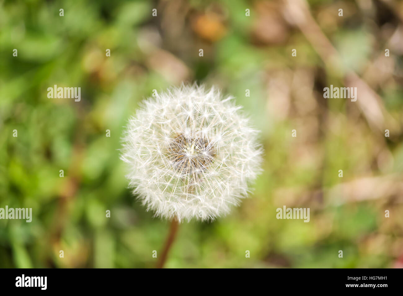 Dandelion in spring Stock Photo - Alamy