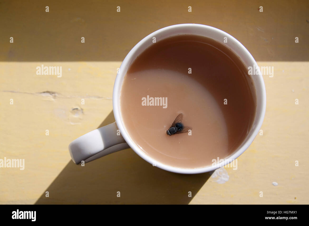 Fly in a cup of tea, how so very like life eh Stock Photo - Alamy