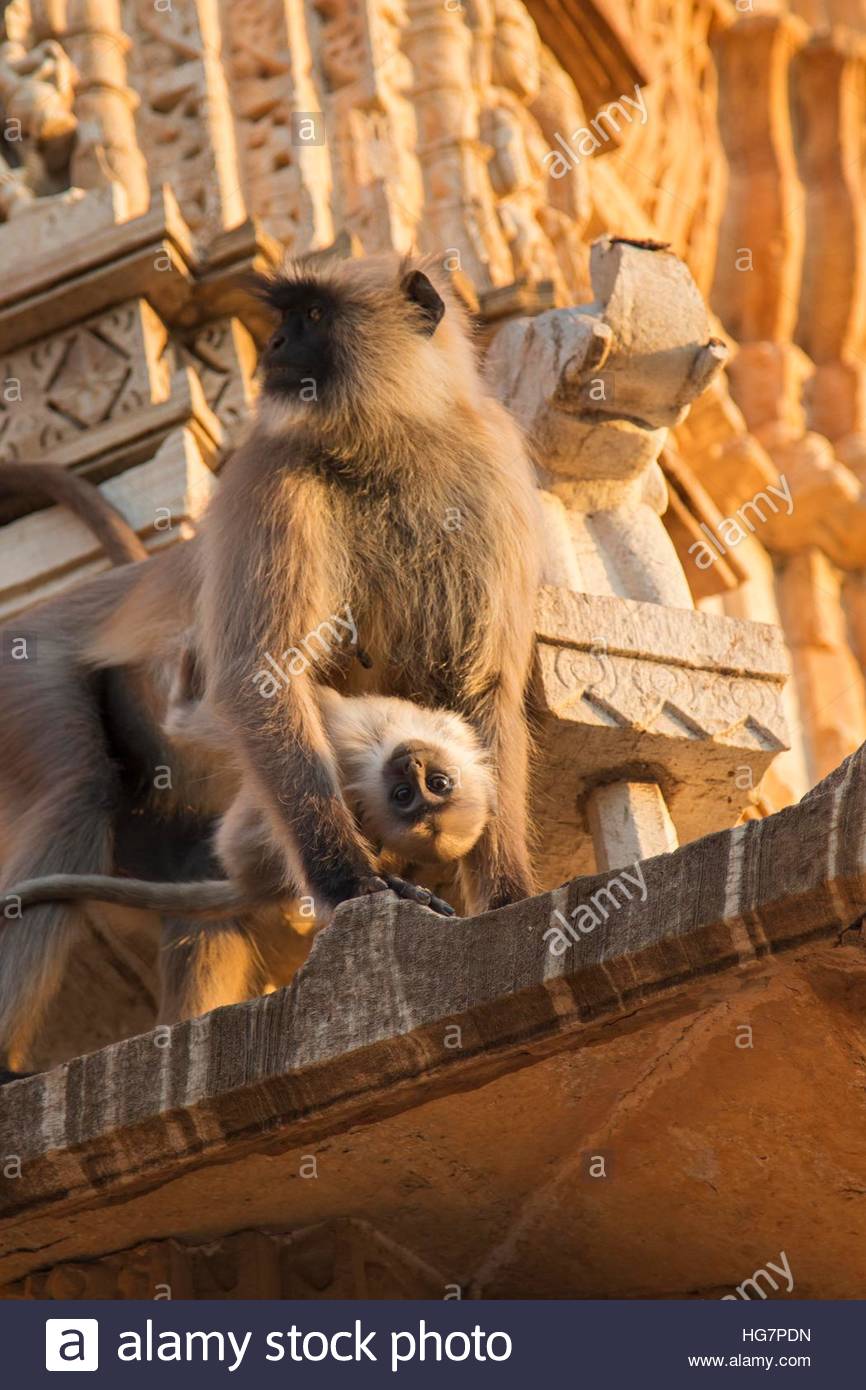Monkey Holding Baby Stock Photos & Monkey Holding Baby Stock Images - Alamy