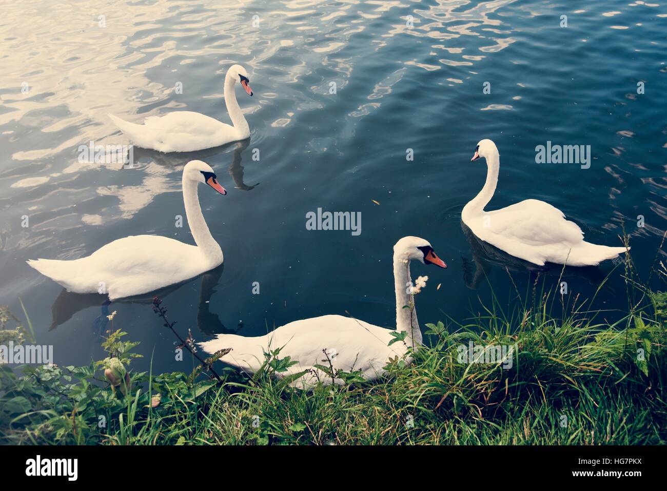 Swans Nature Graceful Peaceful Wild Concept Stock Photo - Alamy