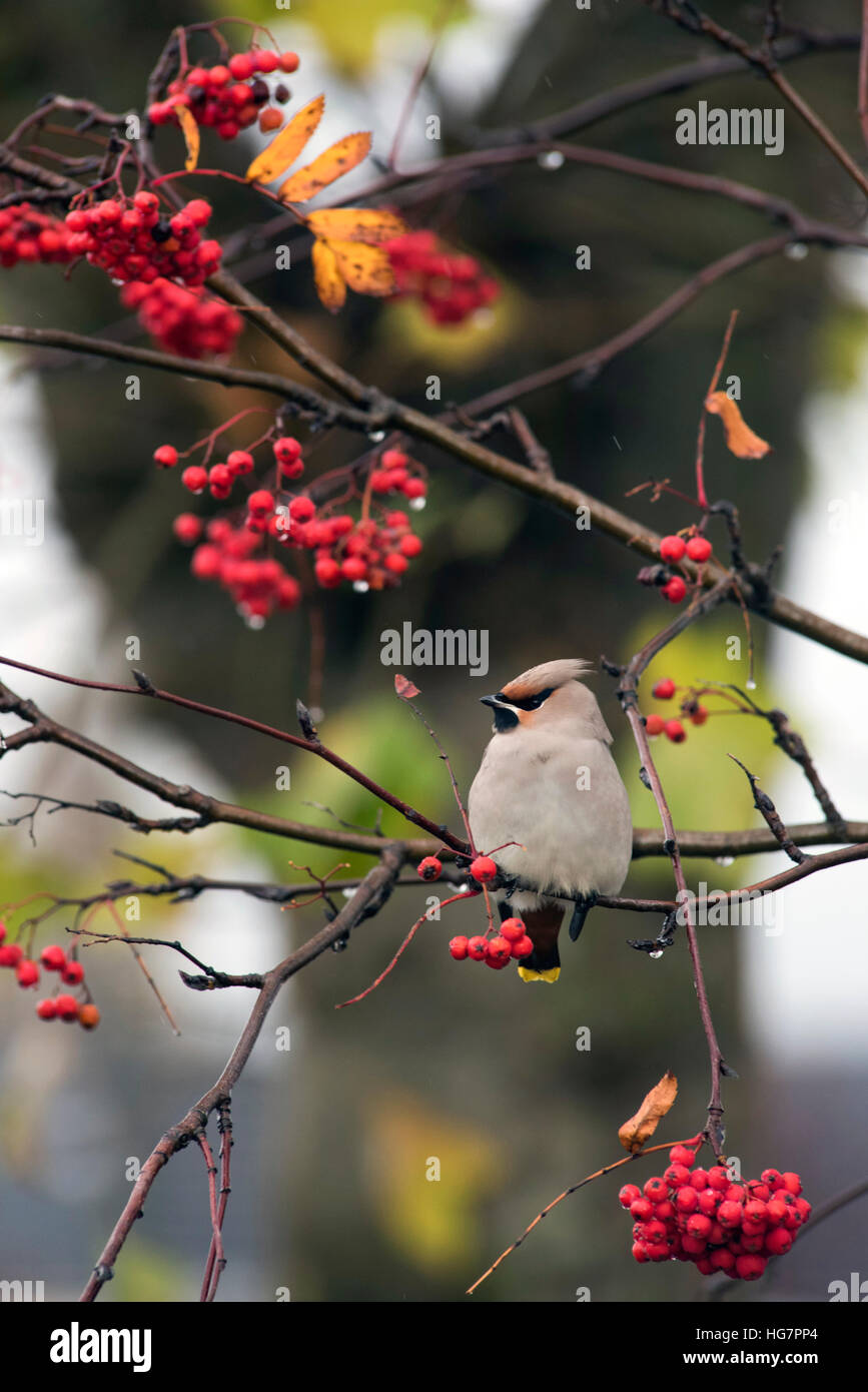 Waxwing eating a berry Stock Photo - Alamy