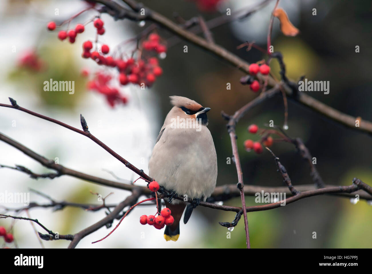 Waxwing eating a berry Stock Photo - Alamy
