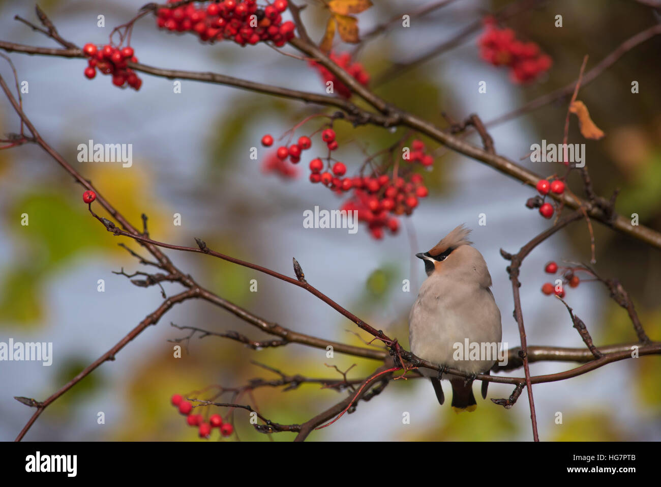 Waxwing eating a berry Stock Photo - Alamy