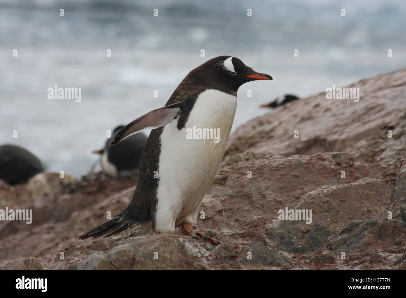 Antarctica rock climbing hi-res stock photography and images - Alamy