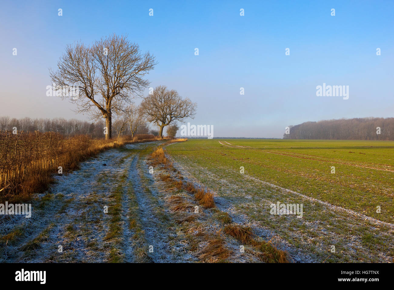 A frost covered footpath with Ash trees in a hedgerow by arable crops ...