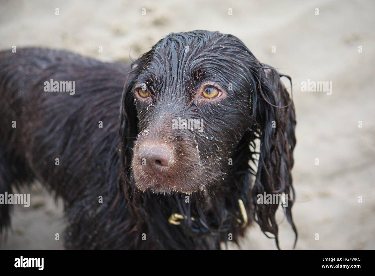 Handsome wet chocolate working type cocker spaniel puppy dog Stock ...