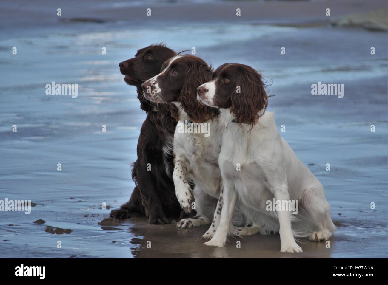 Working spaniel hi-res stock photography and images - Alamy