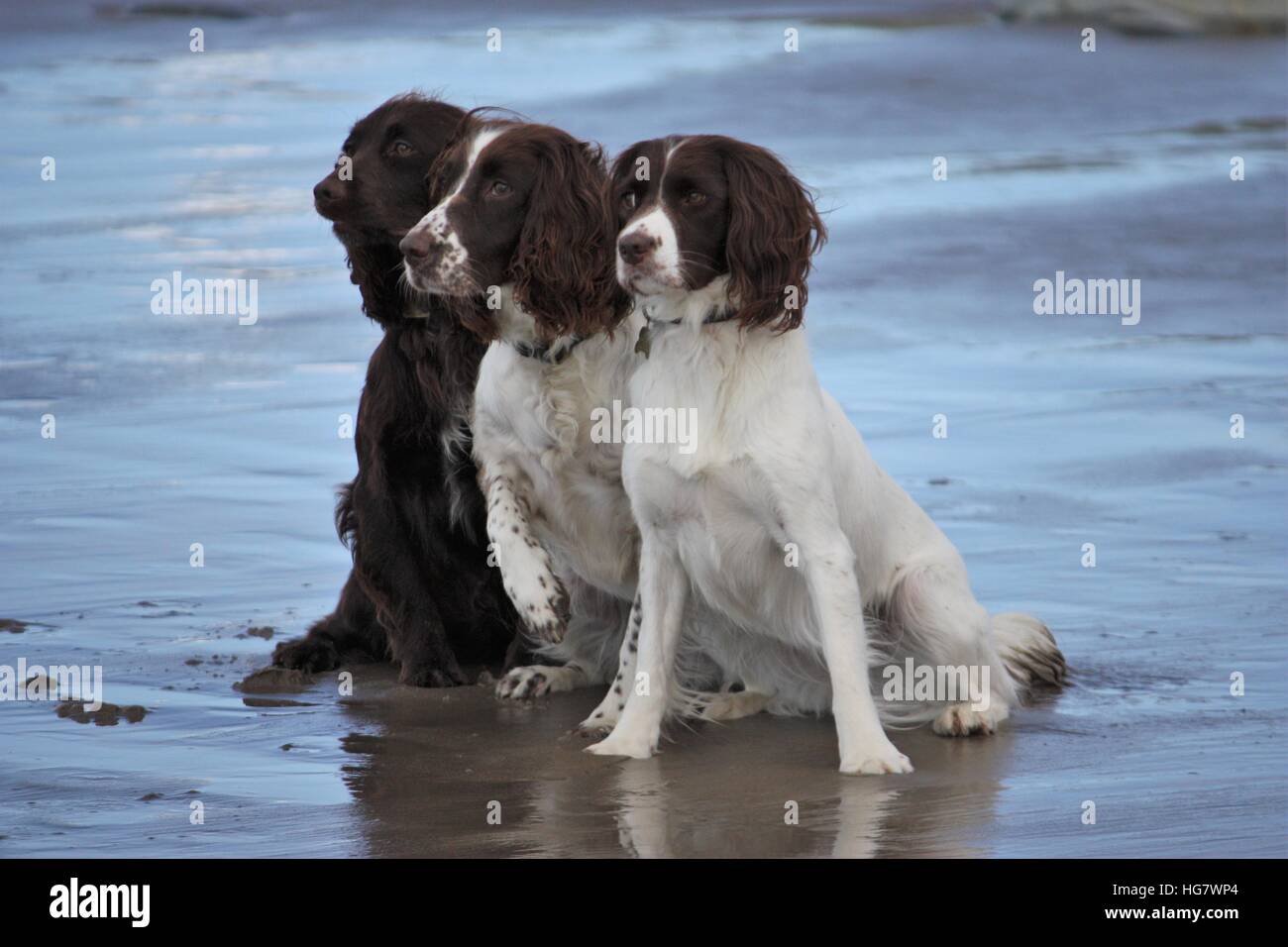 Three working spaniel pet gundogs sat together on a beach Stock Photo ...