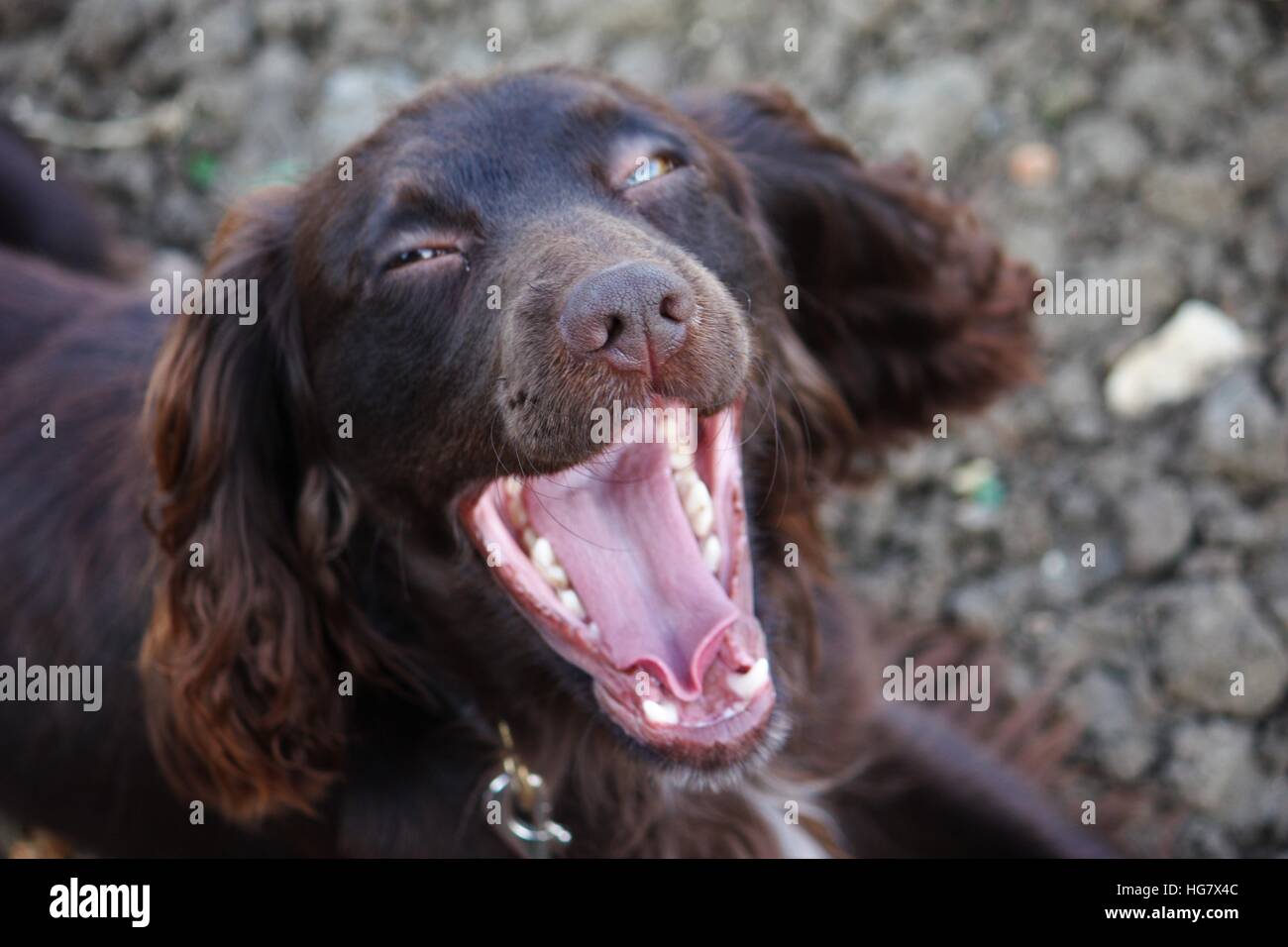 Handsome chocolate working type cocker spaniel puppy dog Stock Photo ...