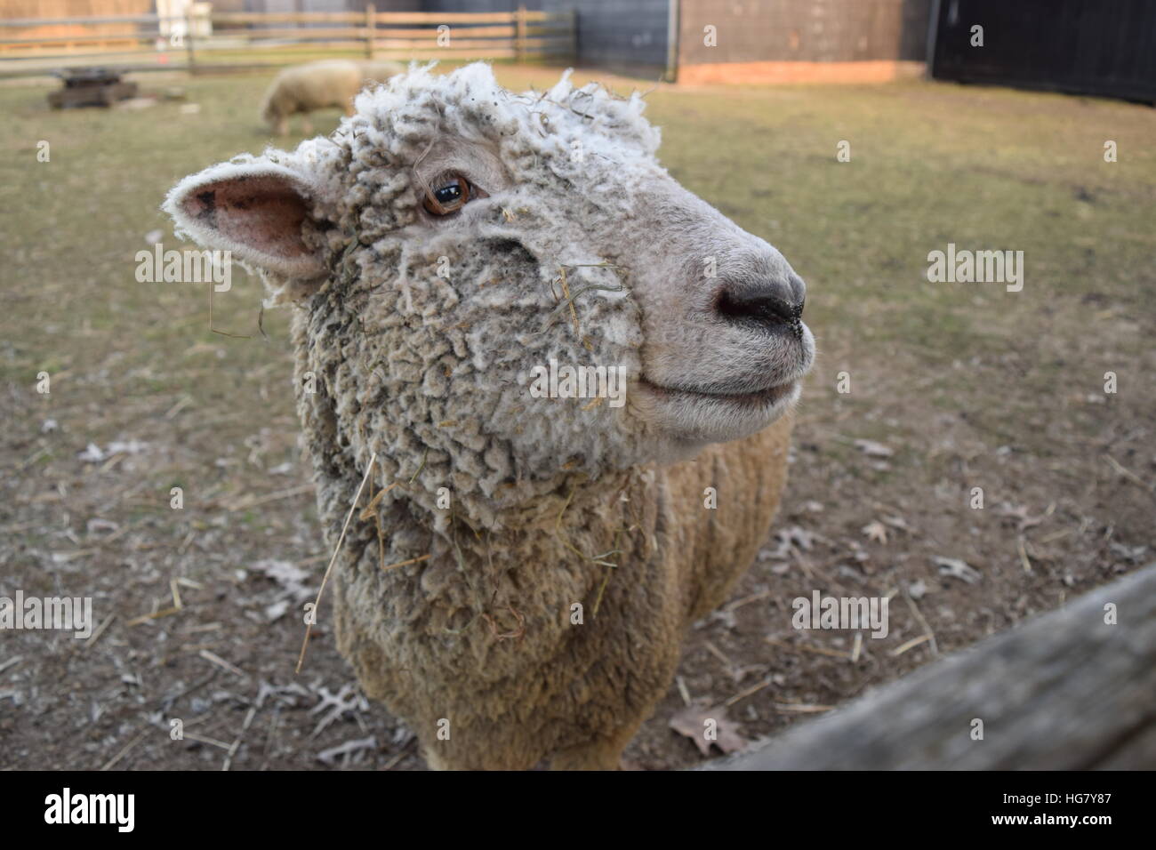 Sheep posing for a picture Stock Photo - Alamy