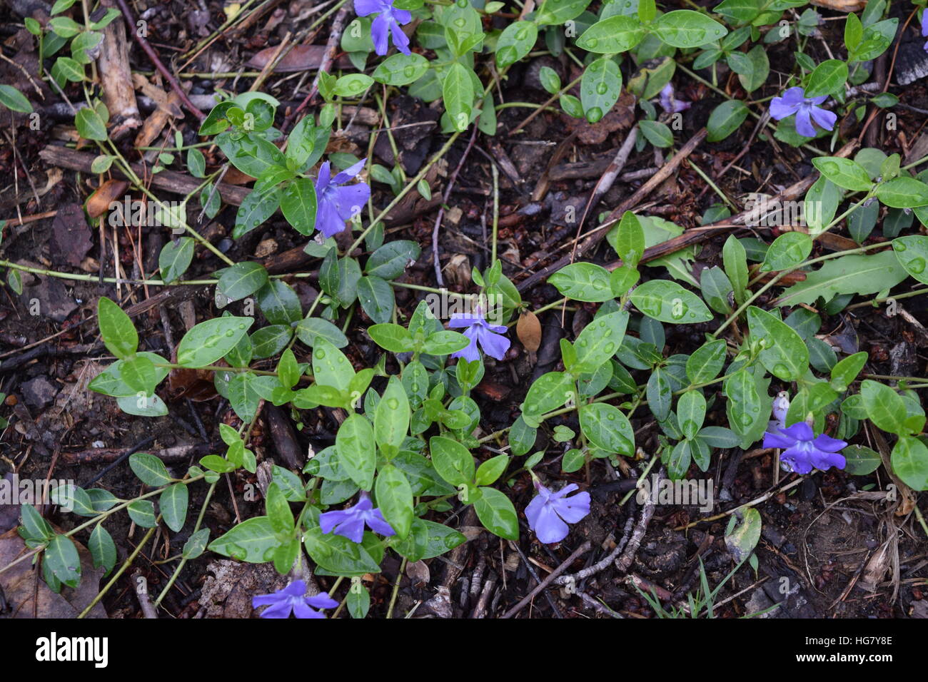 Violet vinca flowers after rainfall Stock Photo - Alamy