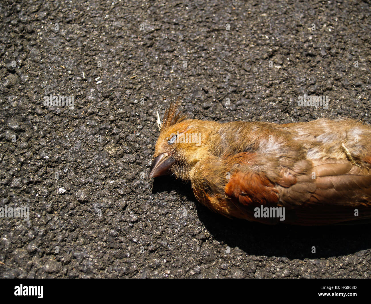 A dead bird laying on the ground Stock Photo - Alamy