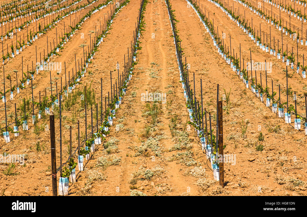 Grape seedlings hi-res stock photography and images - Alamy