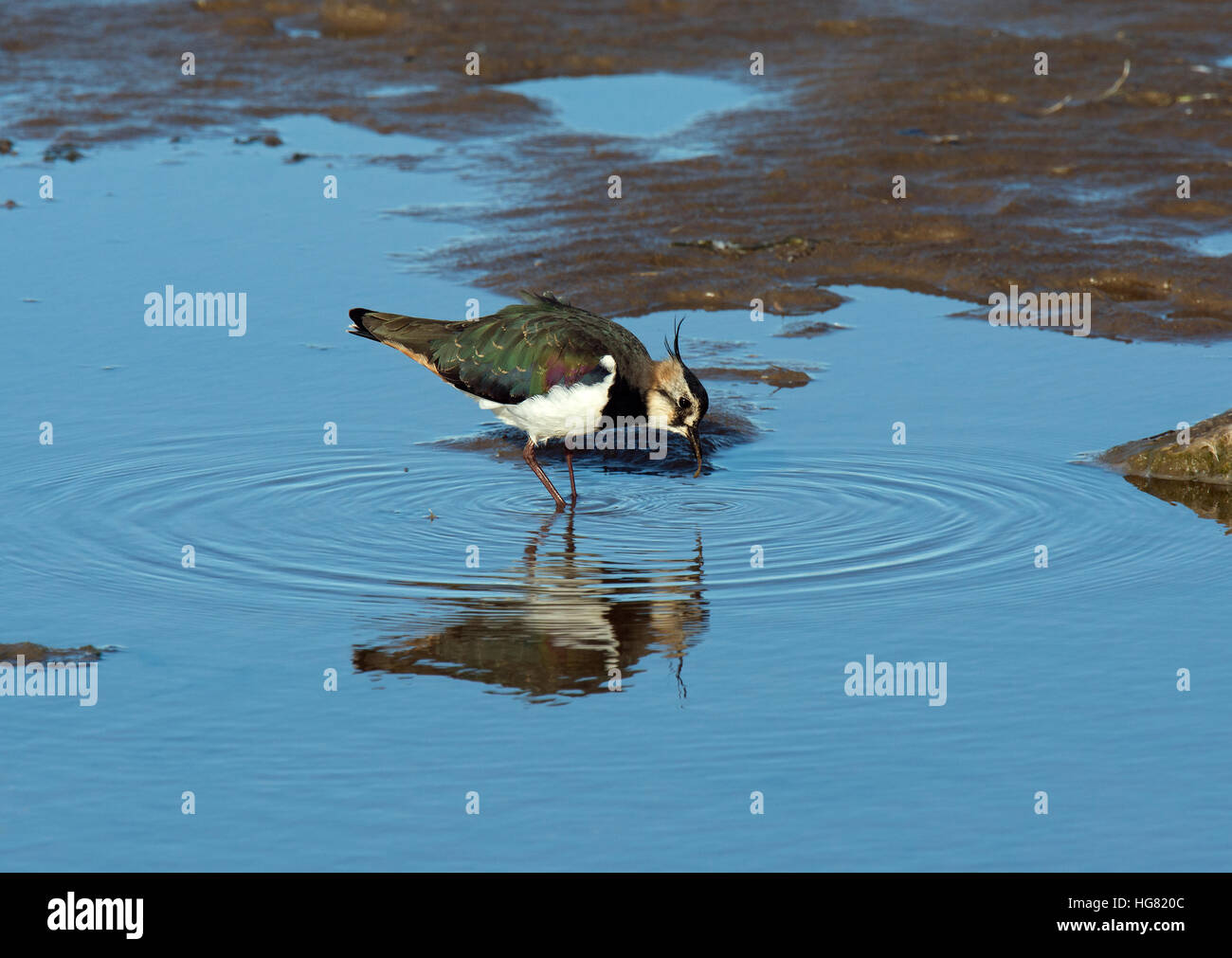 Shallow lakes and ponds hi-res stock photography and images - Alamy