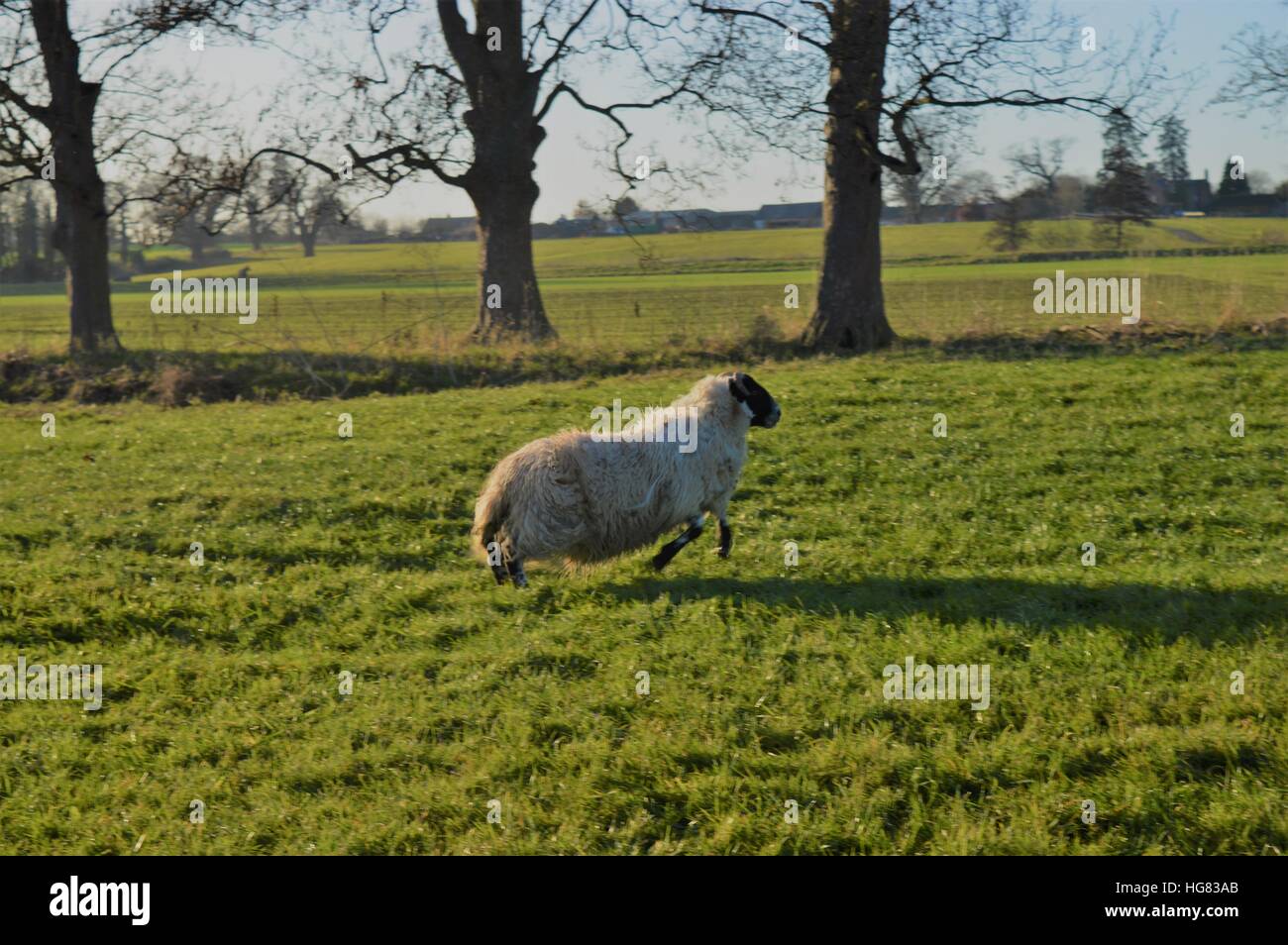 Jumping sheep hi-res stock photography and images - Alamy