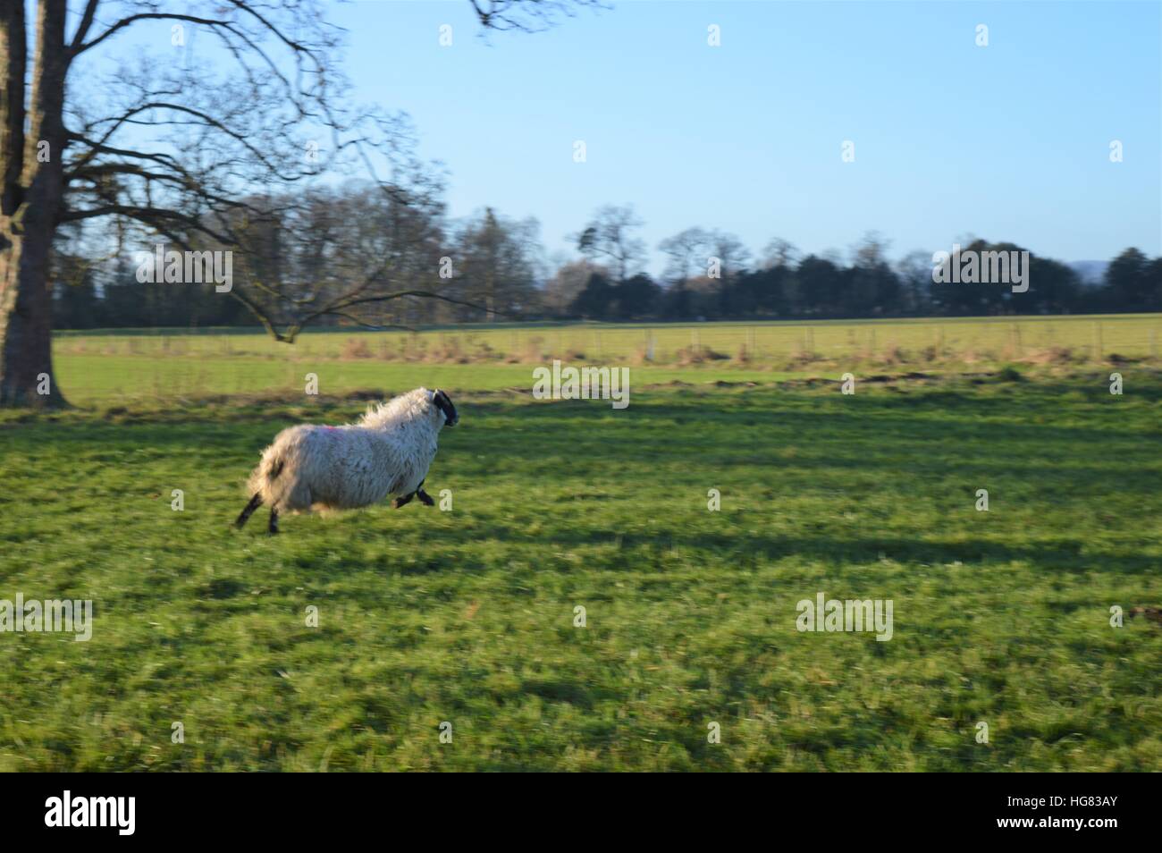 Jumping sheep hi-res stock photography and images - Alamy