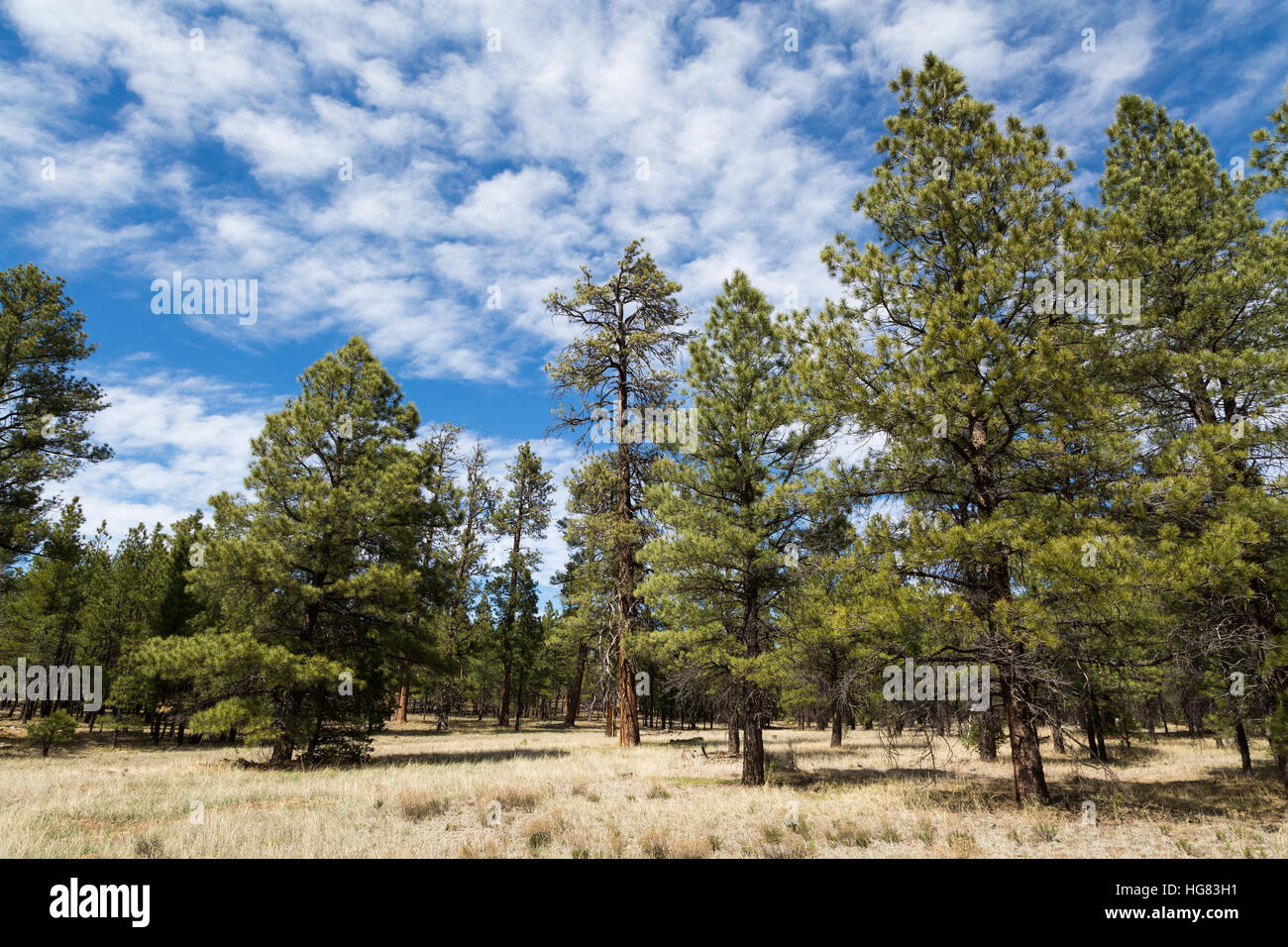 Ponderosa pine trees making up the forest along the Coconino Rim near ...