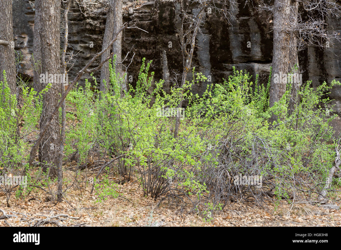 Oak cliffs hi-res stock photography and images - Alamy