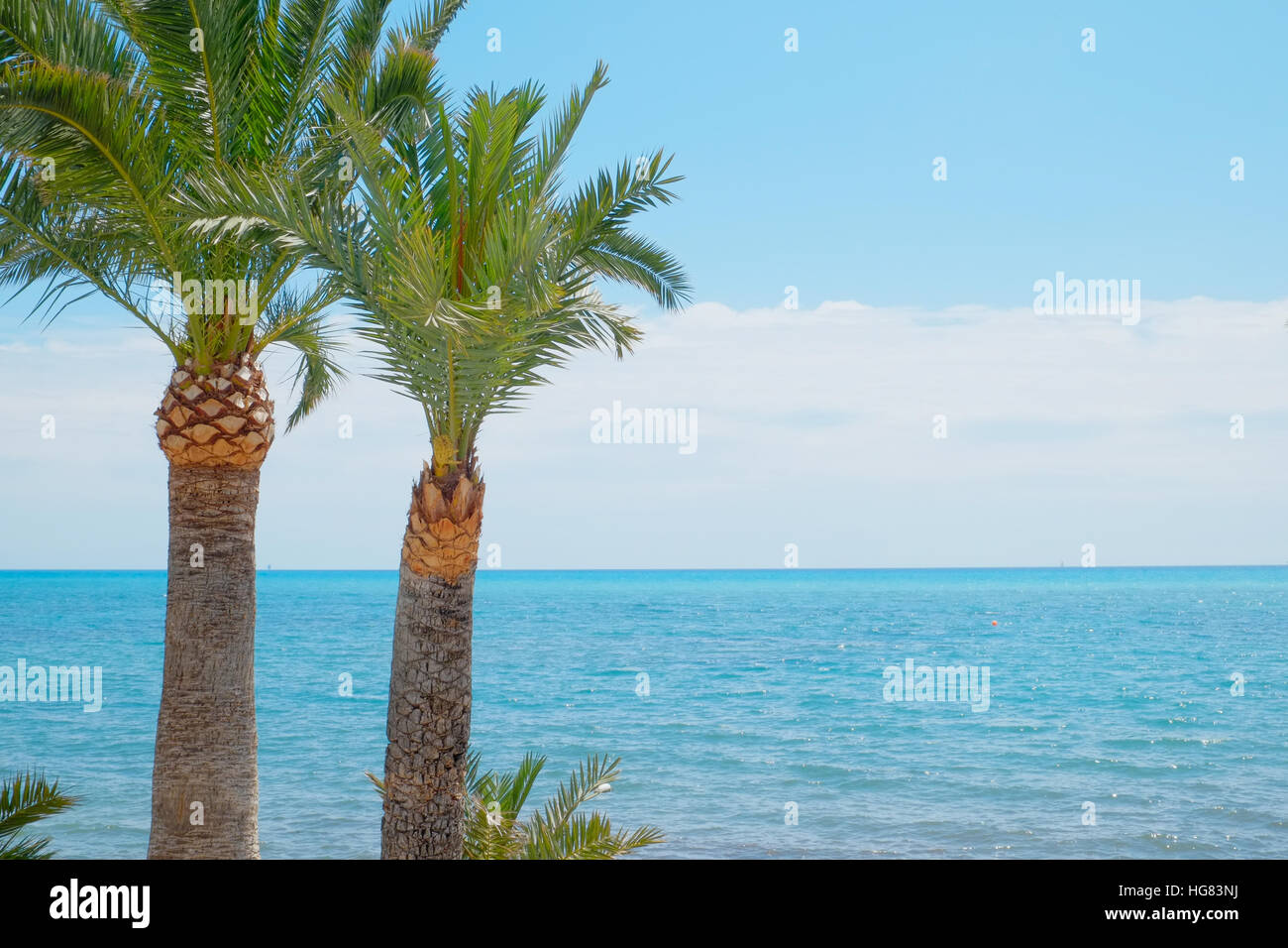 Palm trees and the sea Stock Photo - Alamy
