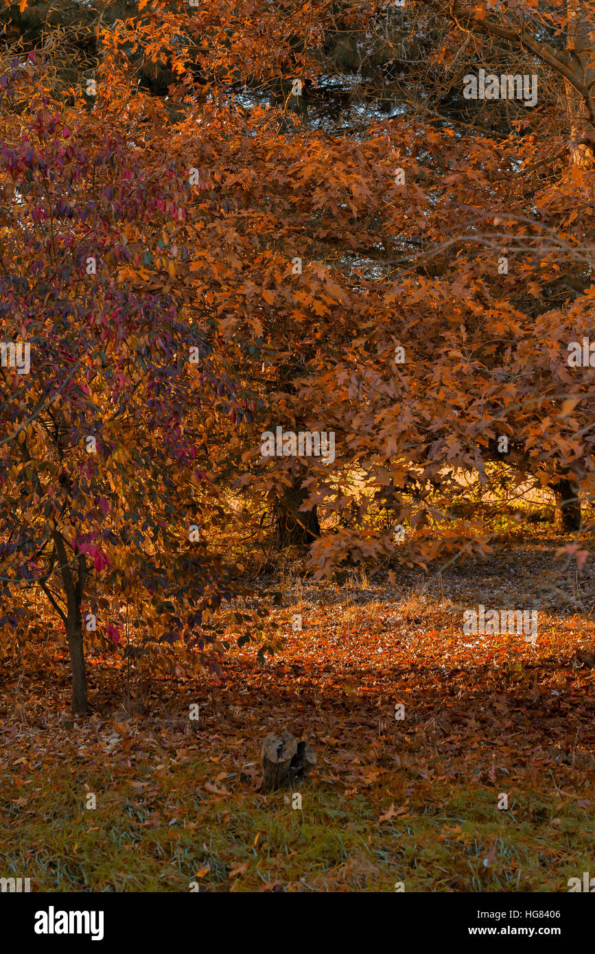 English autumn fall seasons hi-res stock photography and images - Alamy