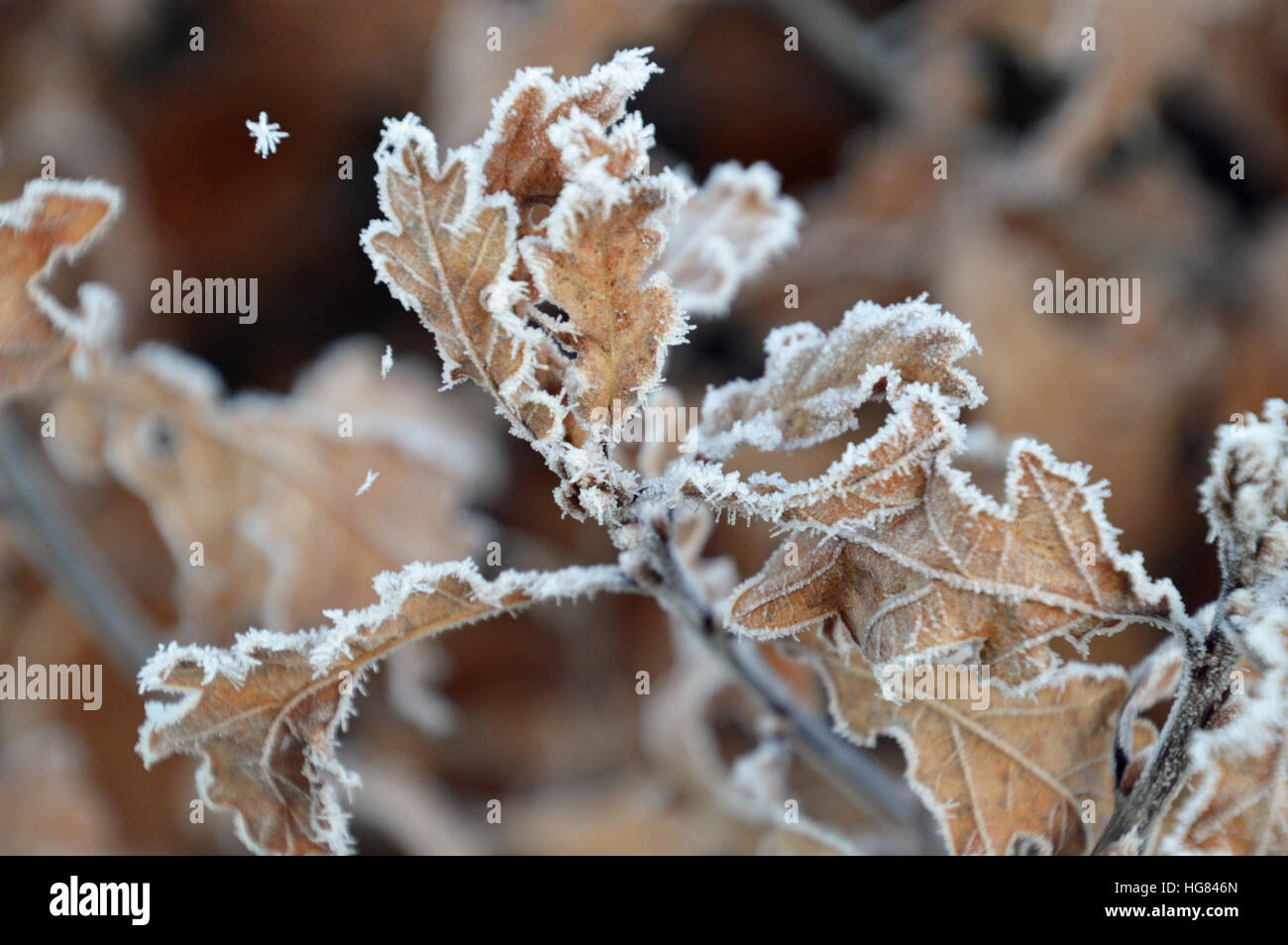 Frozen oak leaves ice crystals hi-res stock photography and images - Alamy