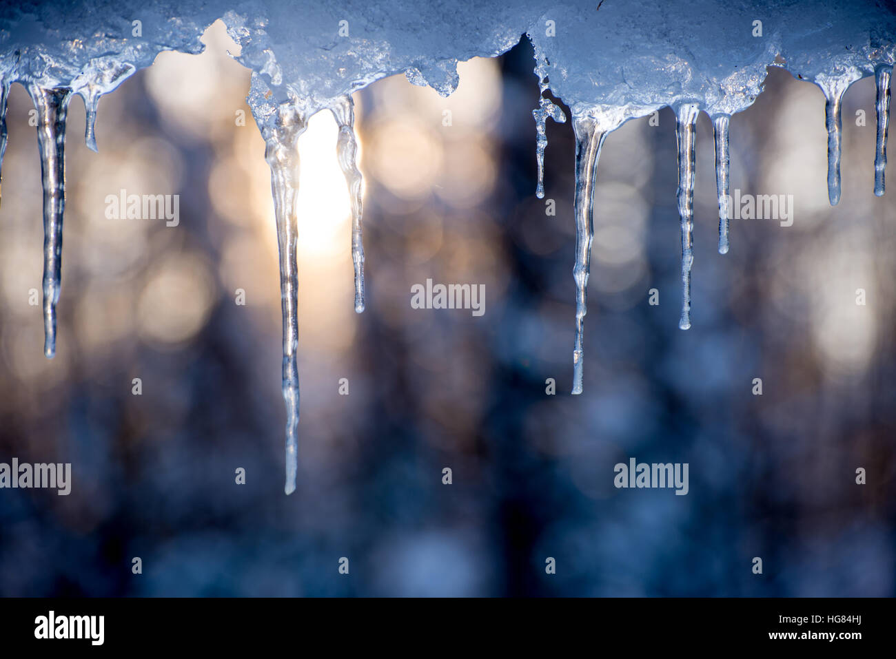 icicles hanging with sun rising behind in a forest Stock Photo - Alamy
