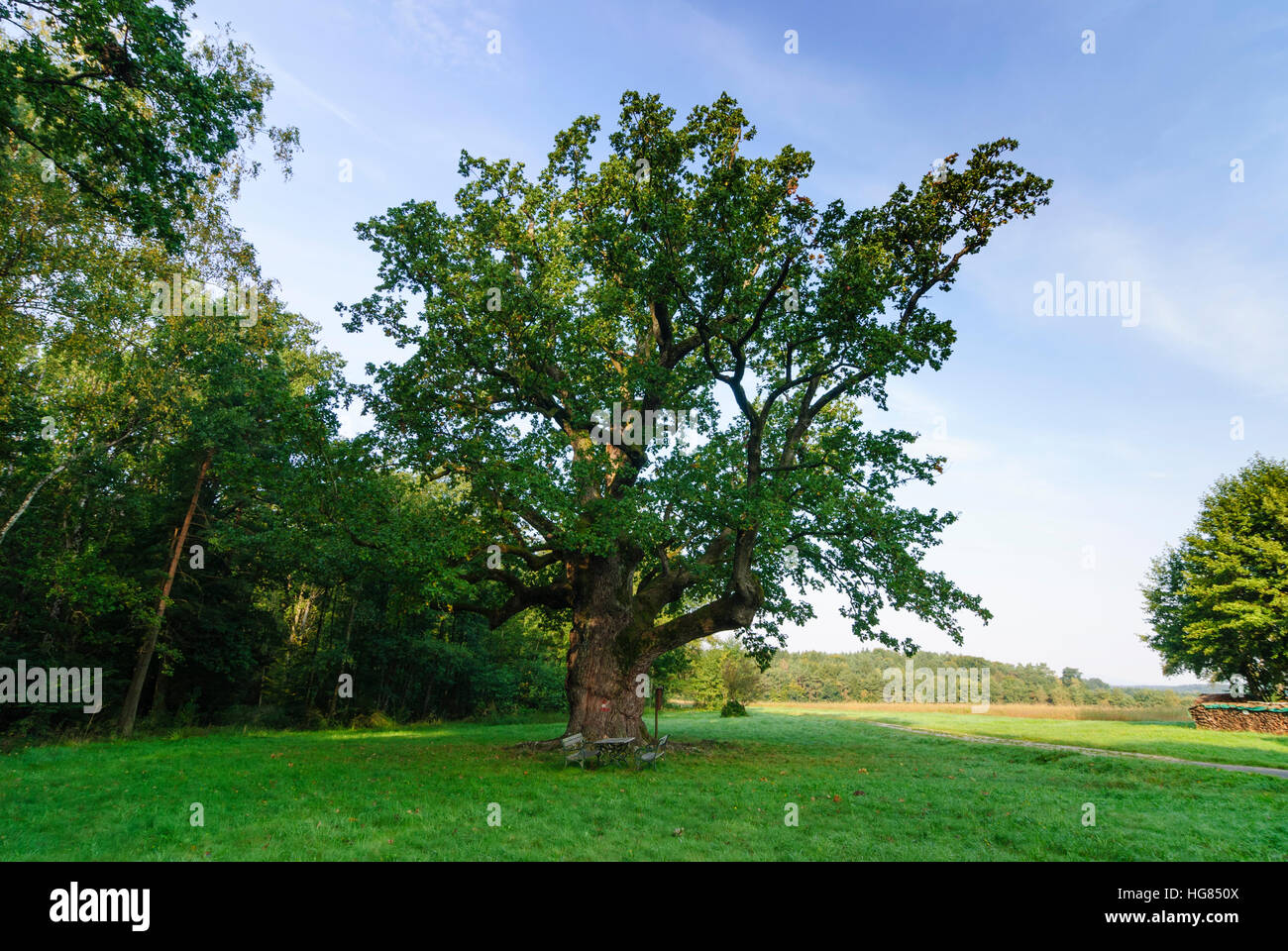 Bad Blumau: Thousand year oak, Steirisches Thermenland - Oststeiermark ...