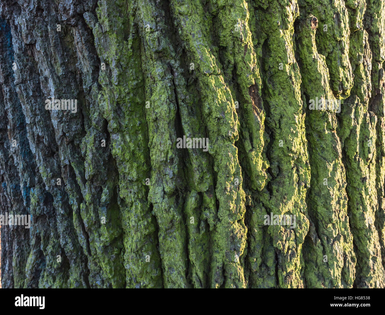 Oak bark texture hi-res stock photography and images - Alamy