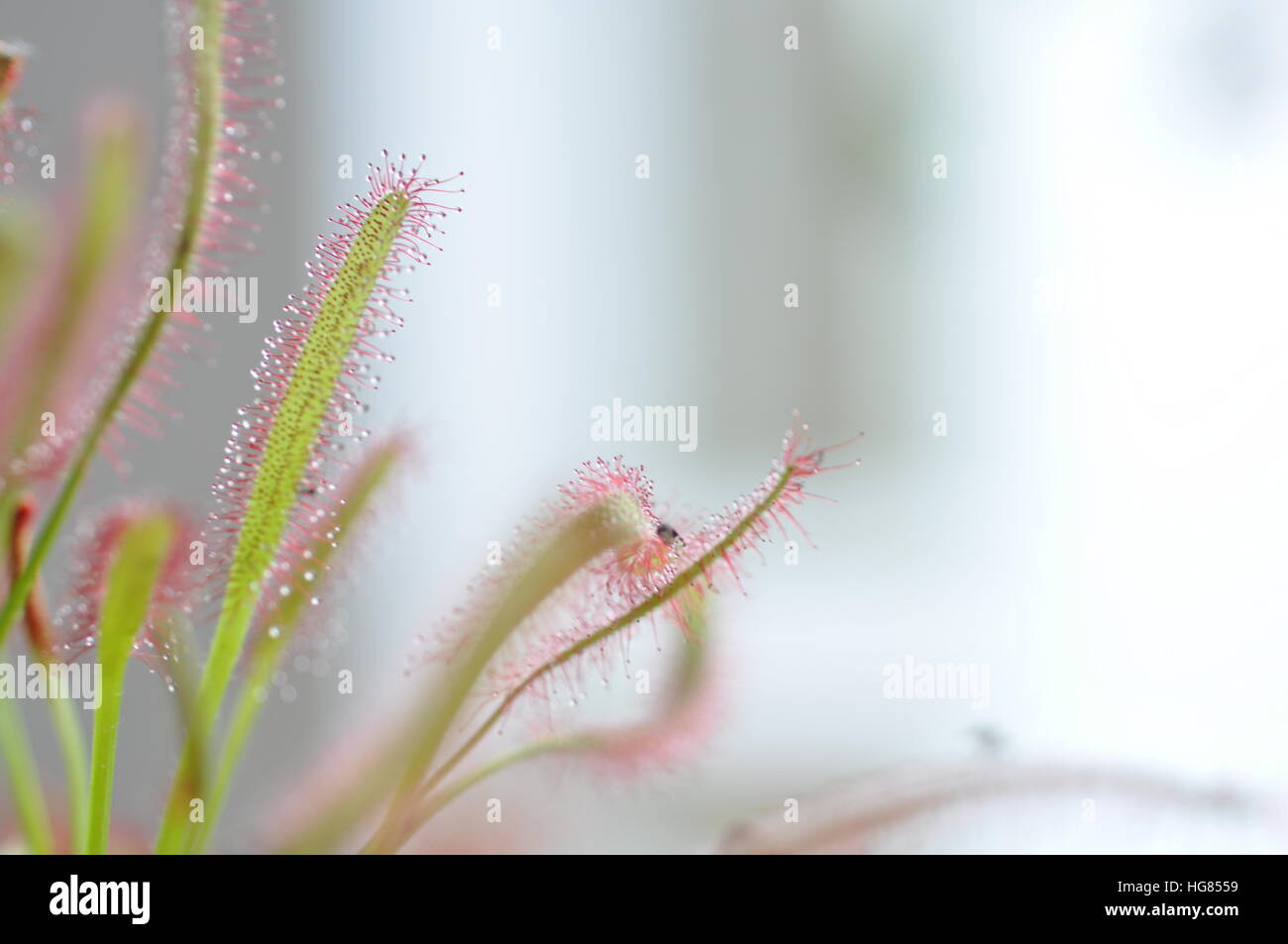 Sundew plant hi-res stock photography and images - Alamy
