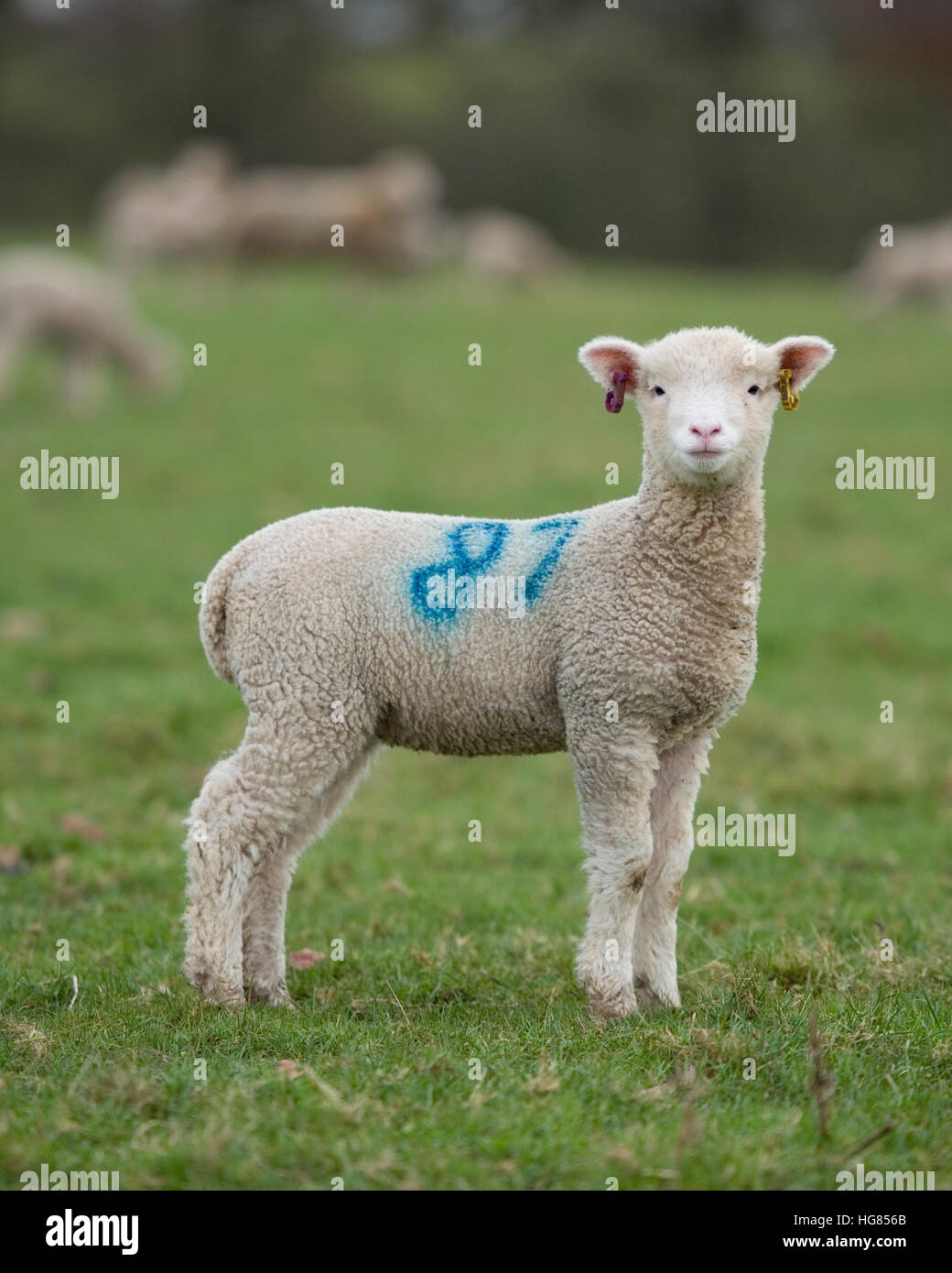 lamb in field of sheep Stock Photo - Alamy