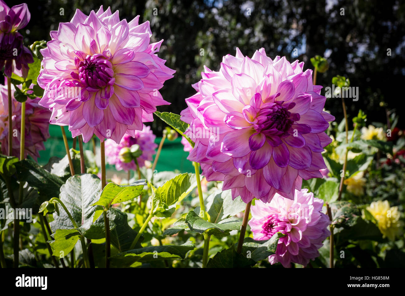 Mauve dahlia hi-res stock photography and images - Alamy