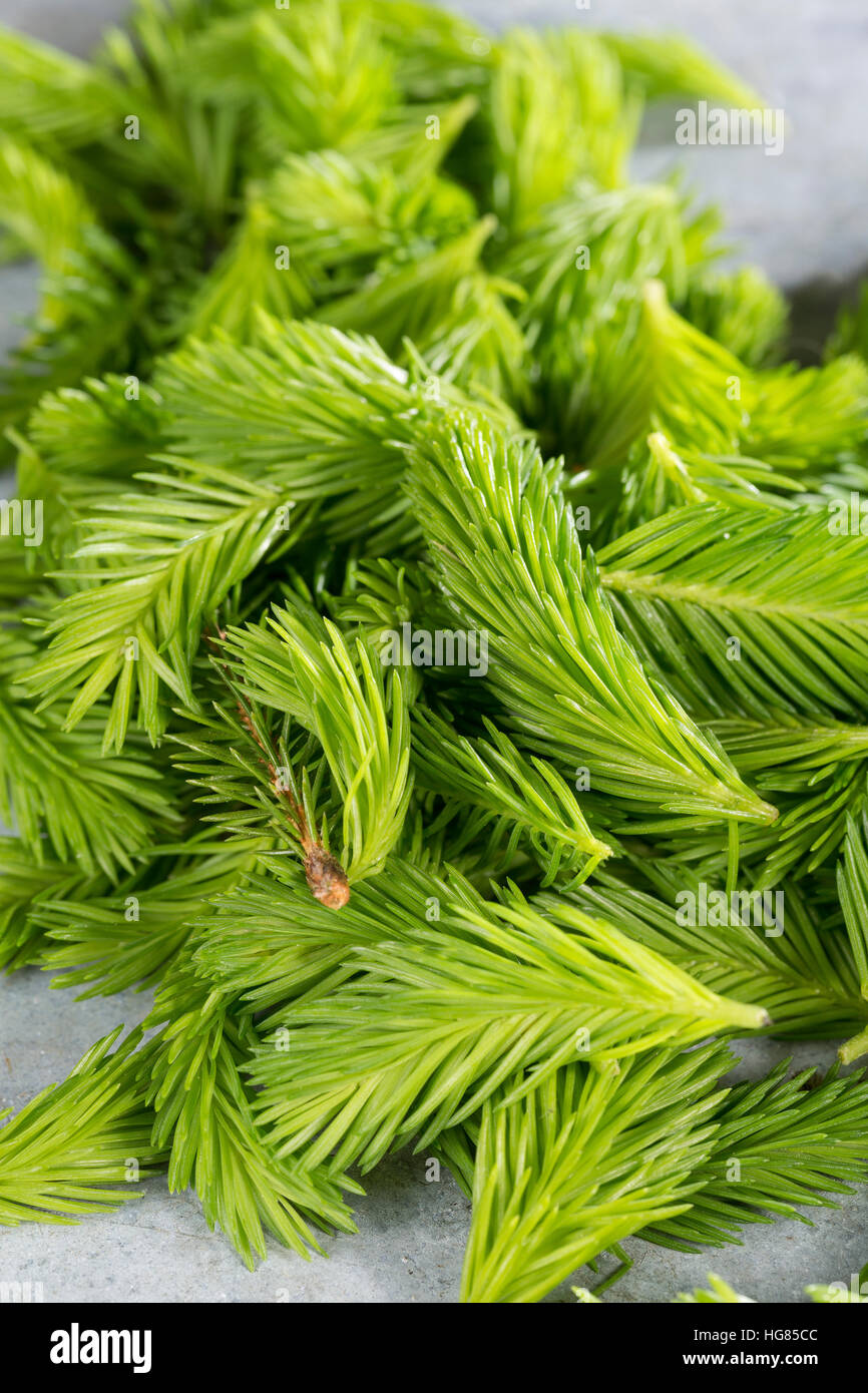 Fichtensprosse, Fichtenspitzen, Fichtensprossen, Maiwipfel, Gewöhnliche ...