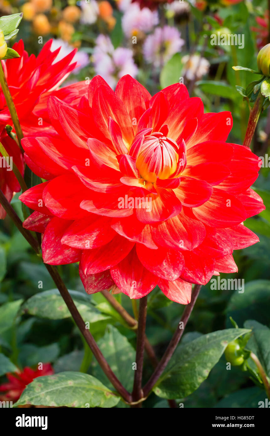 Dahlia Tahiti Ruby flowering in September in the UK Stock Photo - Alamy