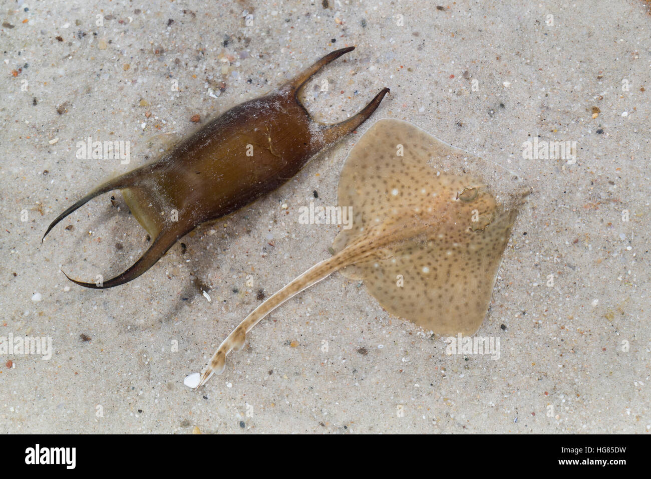 Gefleckter Rochen, Fleckenrochen, mit Eikapsel, Ei, Eier, Laich ...