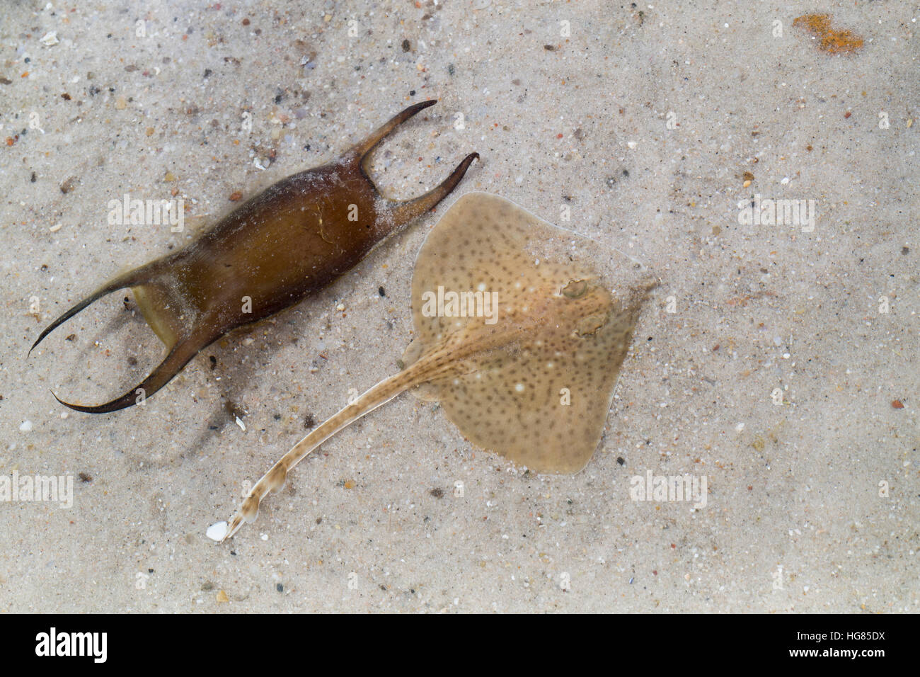 Gefleckter Rochen, Fleckenrochen, mit Eikapsel, Ei, Eier, Laich ...