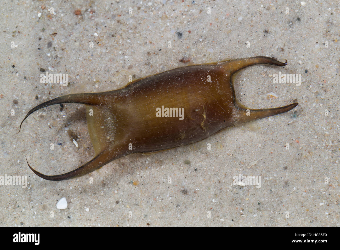 Gefleckter Rochen, Fleckenrochen, Eikapsel, Ei, Eier, Laich, Rochenei ...