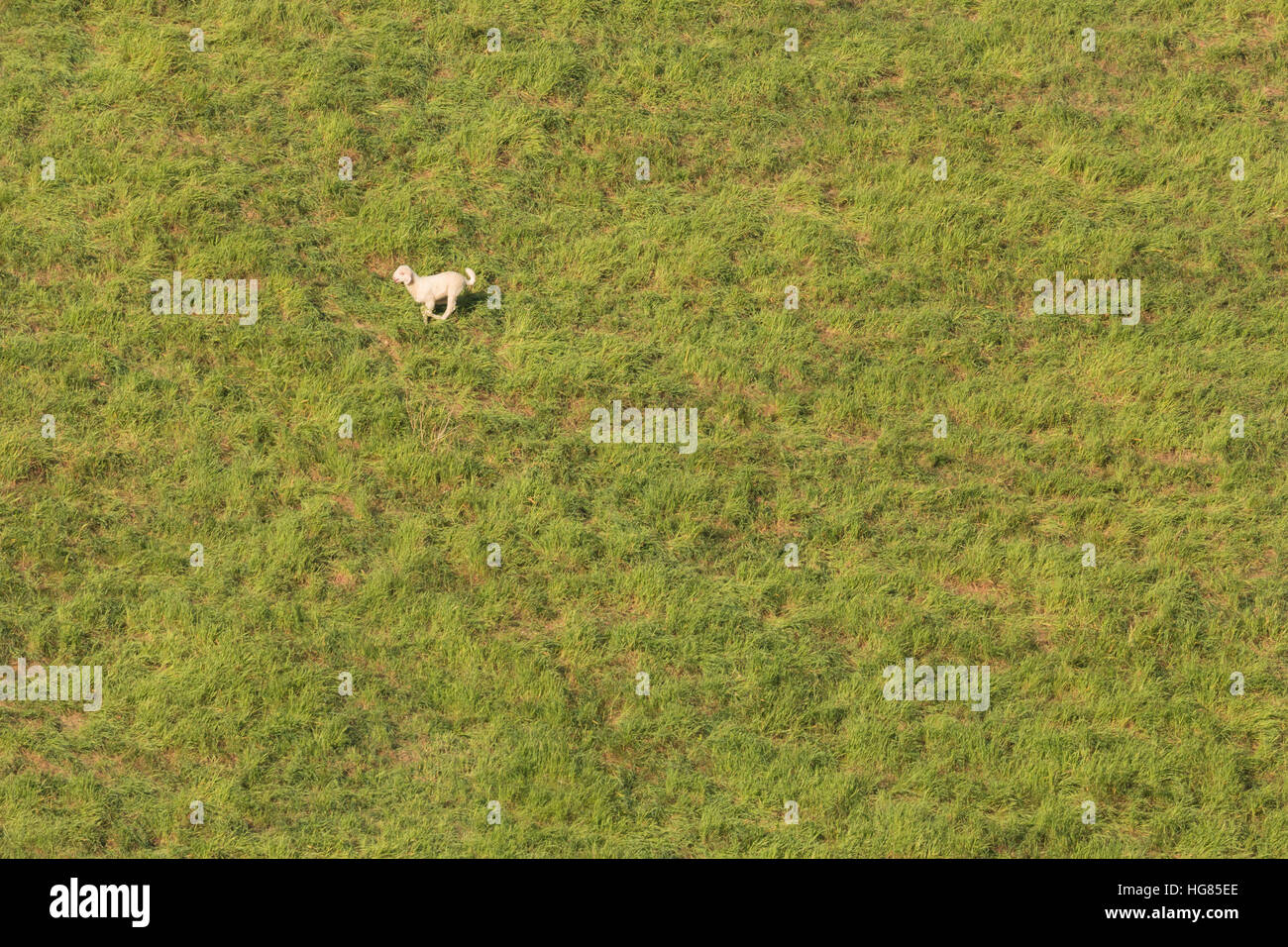 Beautiful lambs hi-res stock photography and images - Alamy