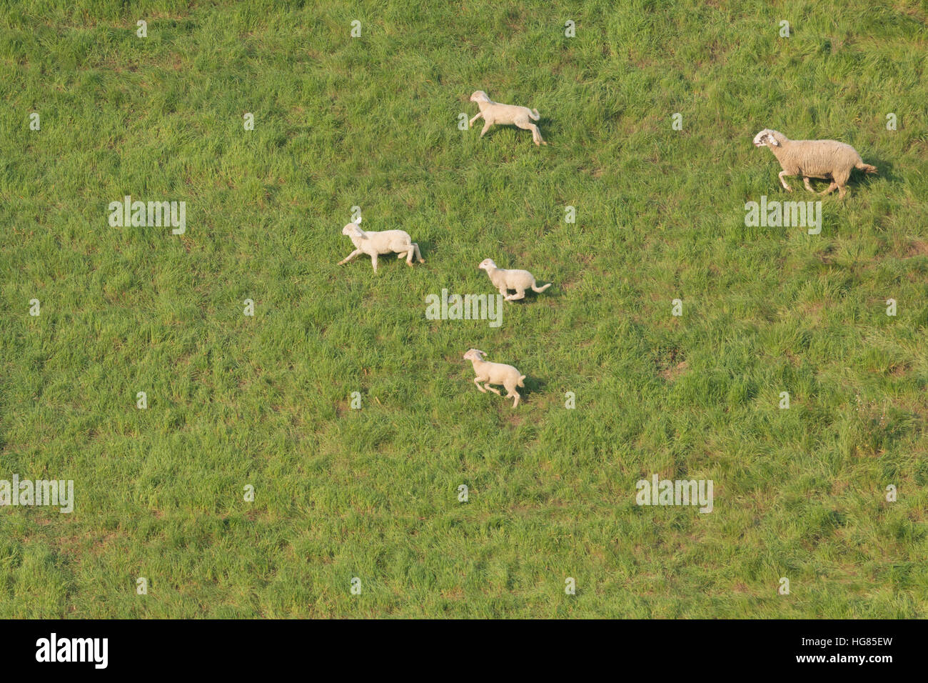Beautiful lambs hi-res stock photography and images - Alamy