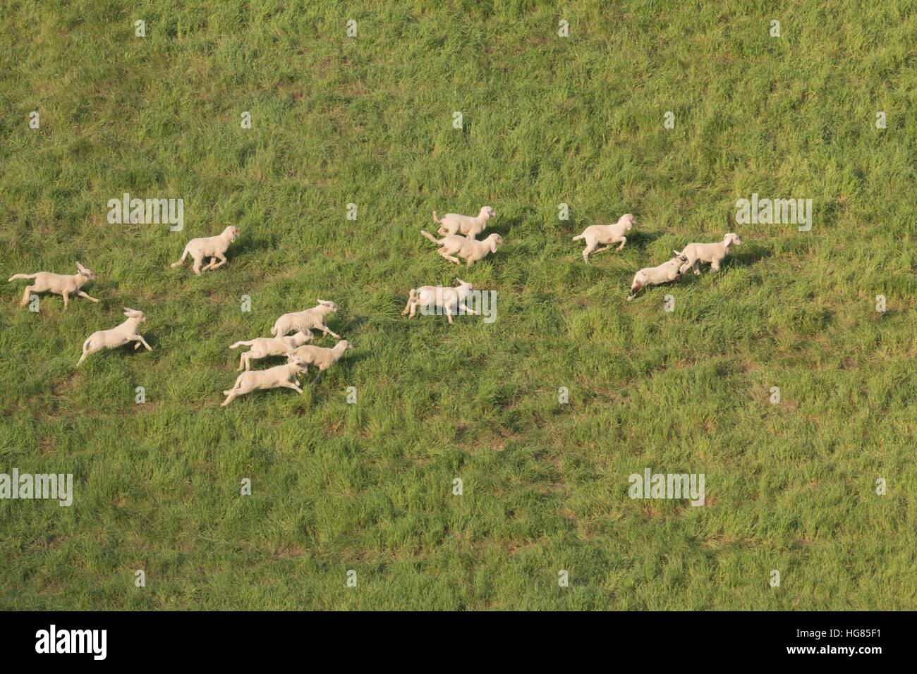 the race of the lambs Stock Photo - Alamy