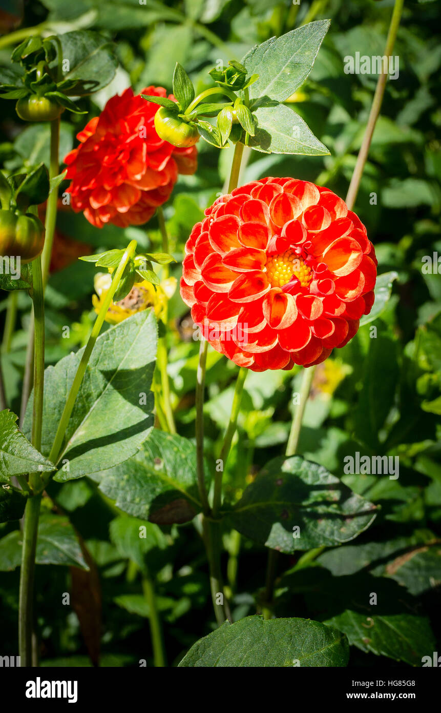 Dahlia Bantling flowering in September in the UK Stock Photo - Alamy