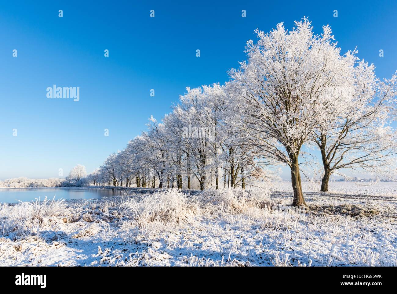 Horizontal photo of winter landscape with Alley of trees fully covered ...