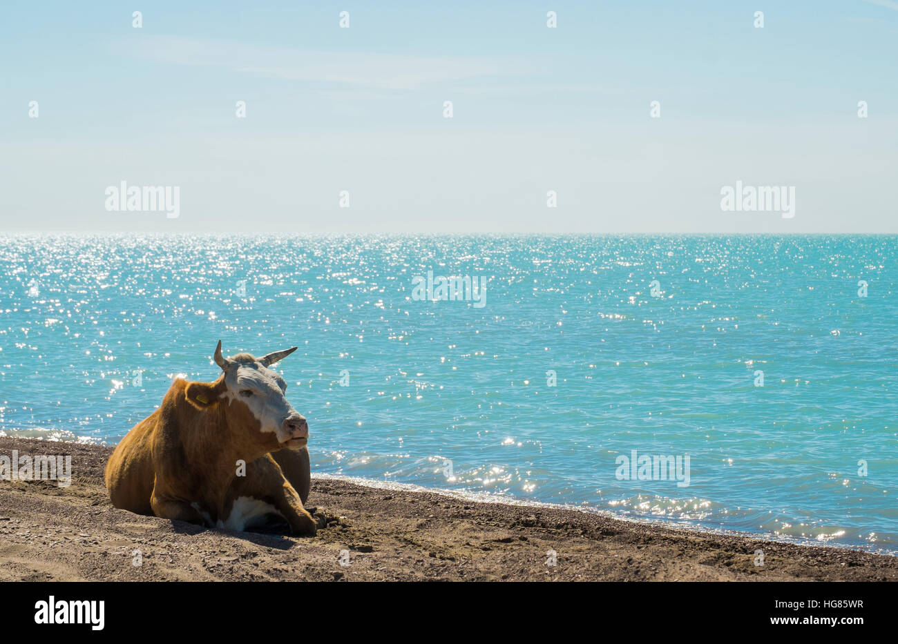 Cow at the beach hi-res stock photography and images - Alamy
