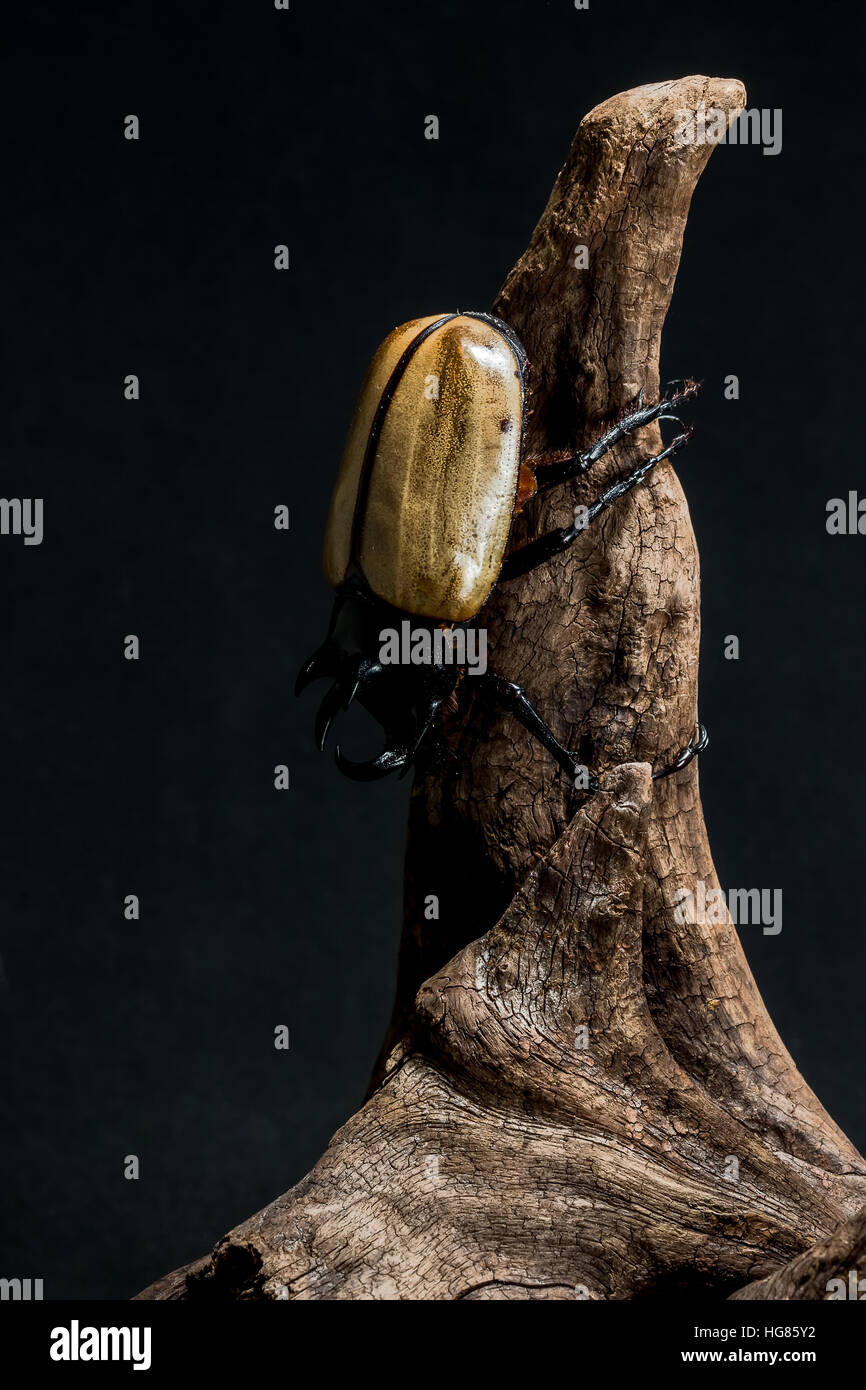 Five-horned Rhinoceros Beetle (Eupatorus gracilicornis) on the stump ...