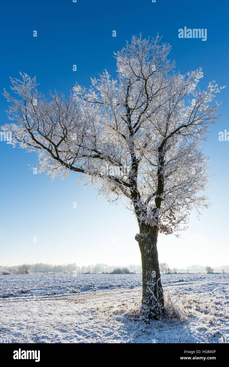 Single Tree Landscape