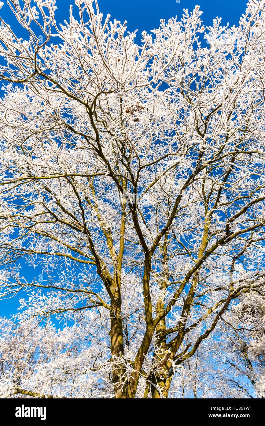 Vertical photo of winter landscape with view upward into the tree with ...