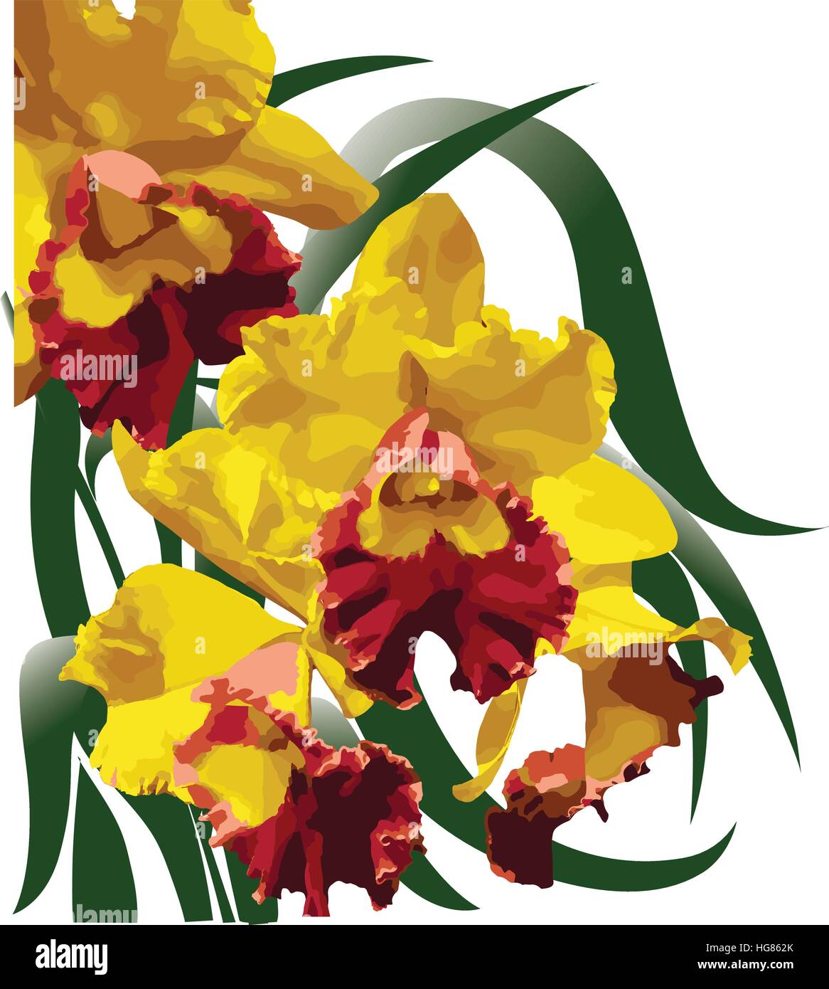 Yellow red orchids Stock Vector Images - Alamy