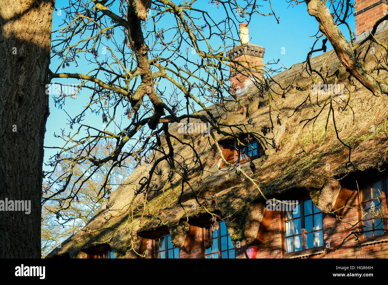 A cottage with a thatched roof in midwinter. A tree bare of leaves ...