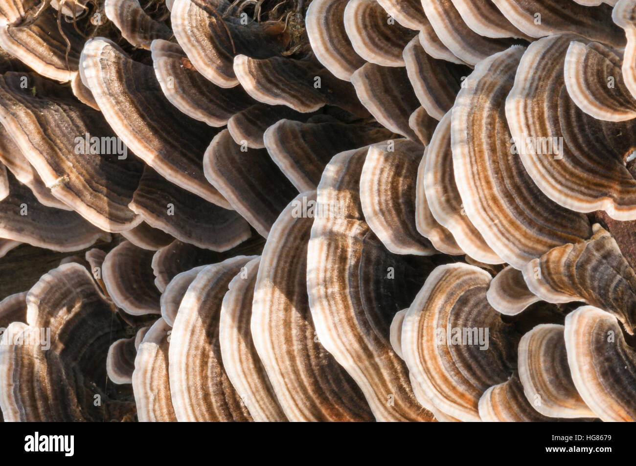 Layered fungus hi-res stock photography and images - Alamy