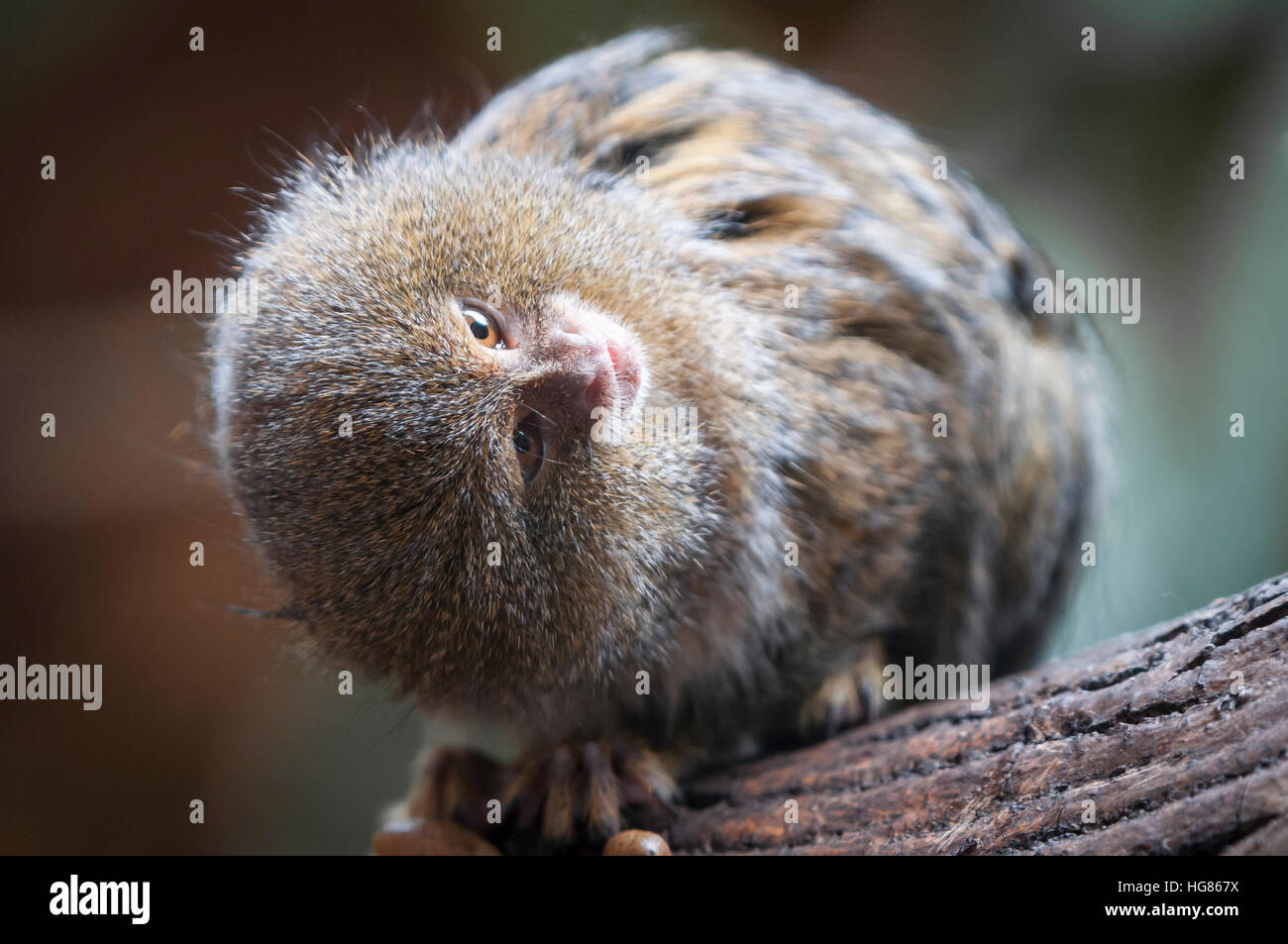 A landscape image of a Pygmy Marmoset, Cebuella pygmaea, on a branch ...